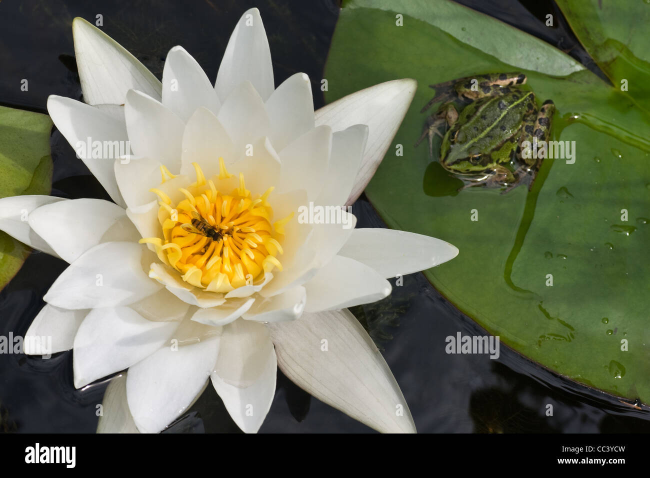 Waterlily and frog on leaf in pond on summerday Stock Photo - Alamy