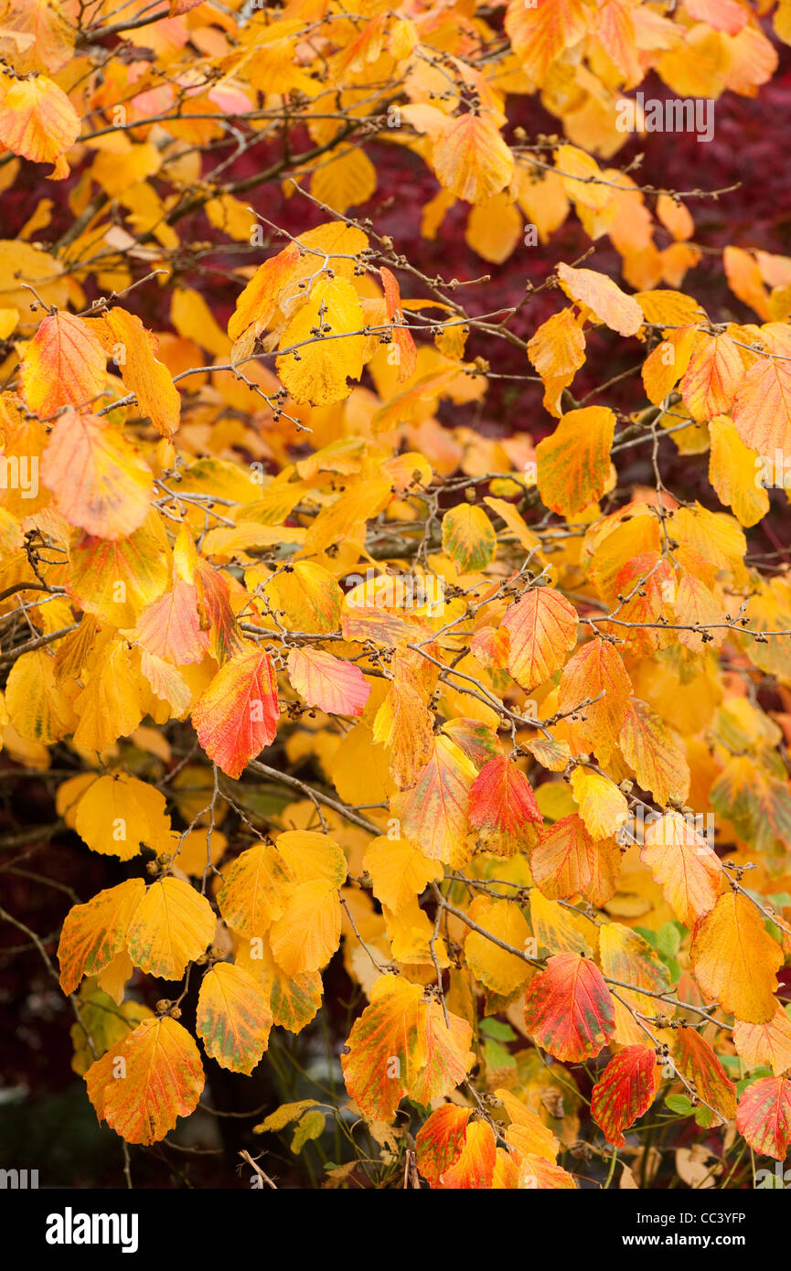 Hamamelis mollis ‘coombe wood’ hi-res stock photography and images - Alamy