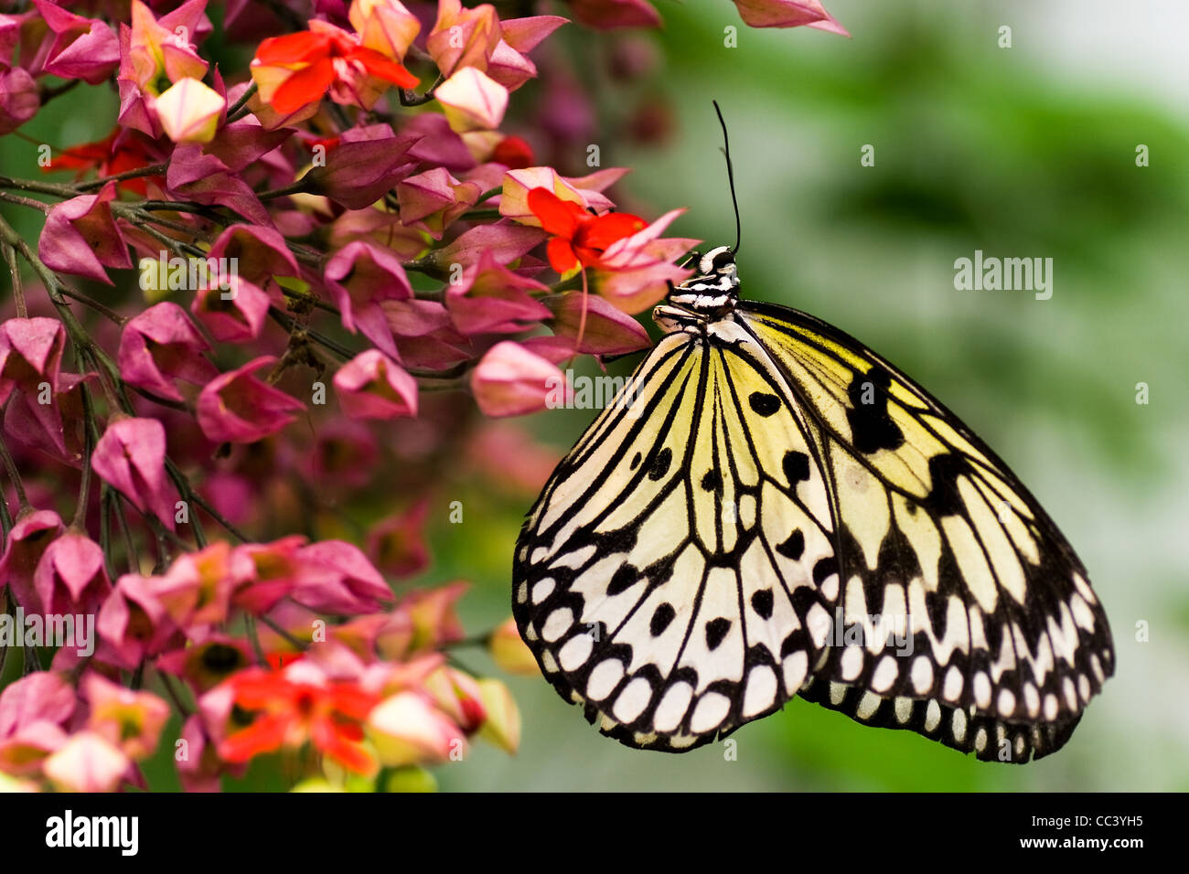 Tropical Paper kite or Sunburst Rice Paper butterfly Stock Photo - Alamy