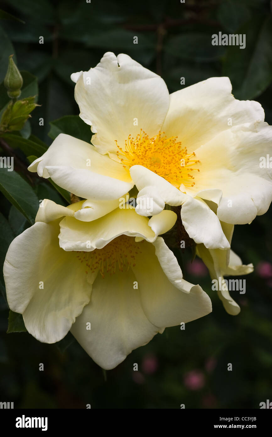 Soft creamy-white coloured single roses in the garden in summer Stock ...