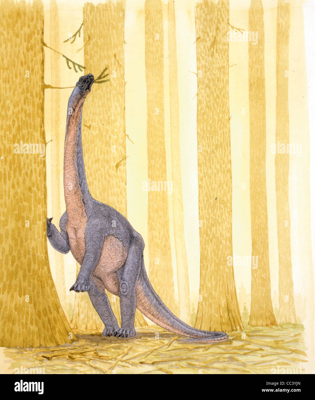 Palaeozoology - Jurassic Period - Dinosaurs - Barapasaurus - Art Work ...