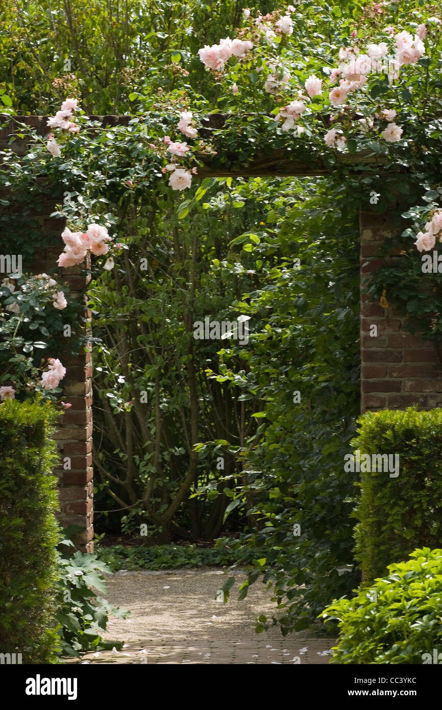 Climbing rose wall hi-res stock photography and images - Alamy