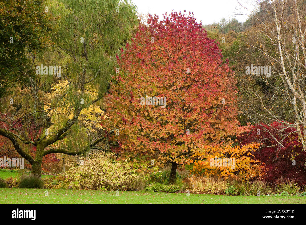 Liquidambar styraciflua ‘Lane Roberts’, American Sweetgum Stock Photo - Alamy