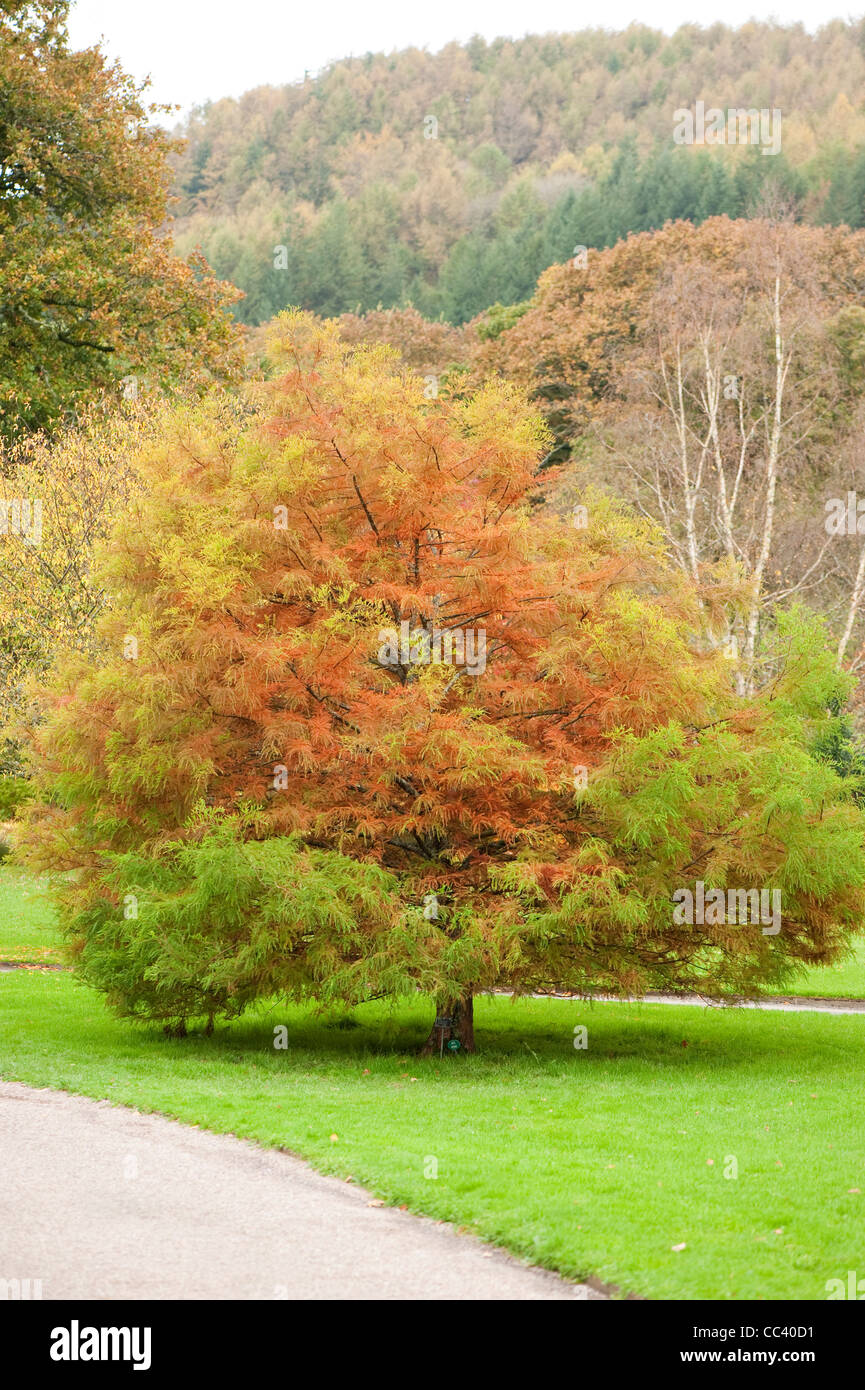 Taxodium distichum, Swamp Cypress, in autumn Stock Photo - Alamy