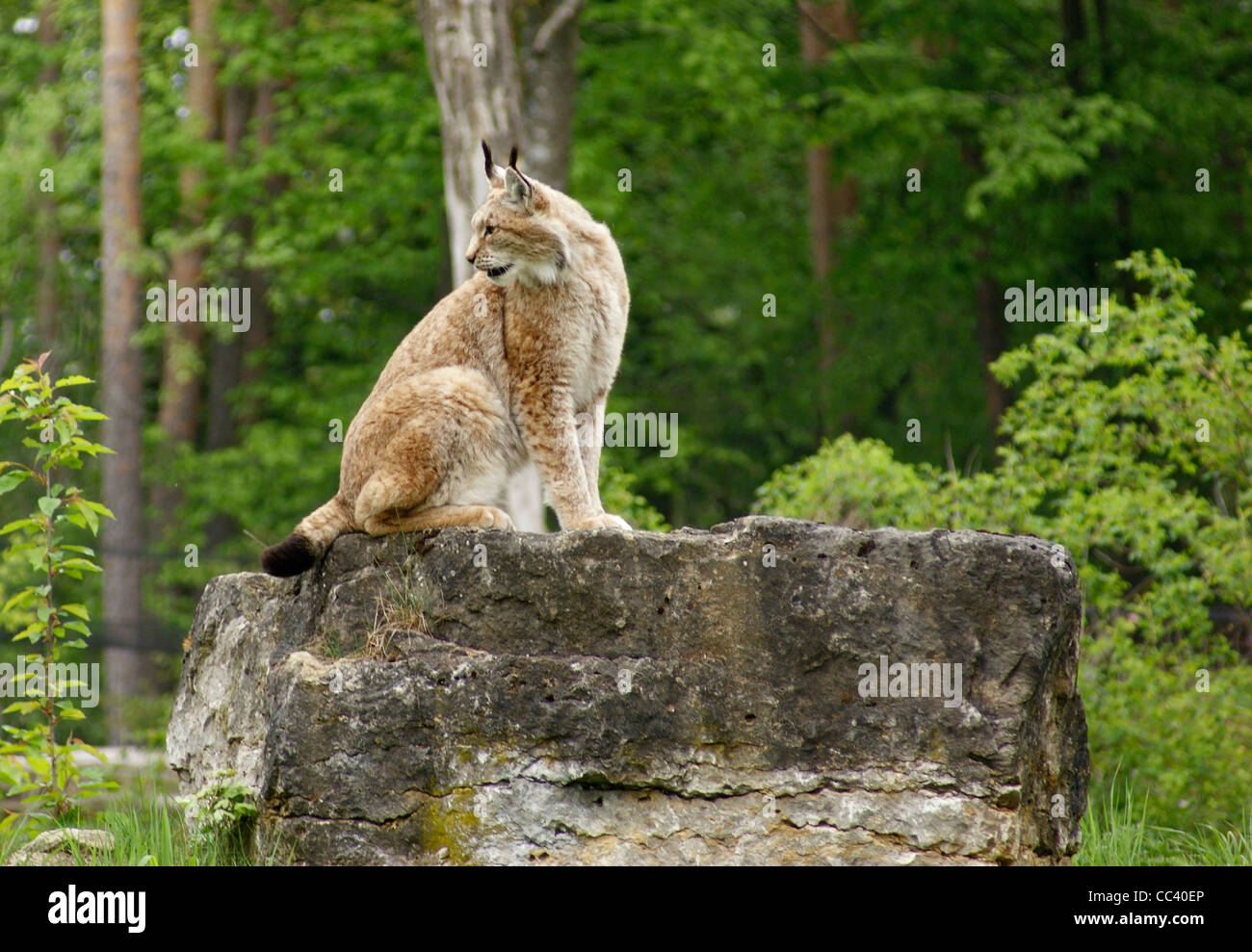 sideways shot of a Eurasian Lynx sitting on rock formation in front of ...