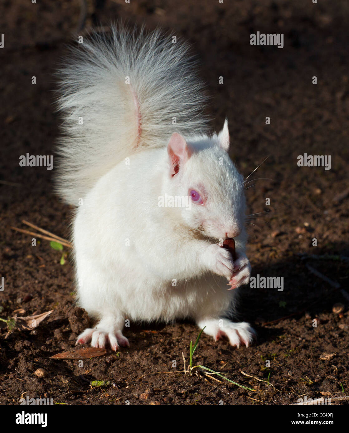 Albino grey squirrel (wild) front view Stock Photo - Alamy