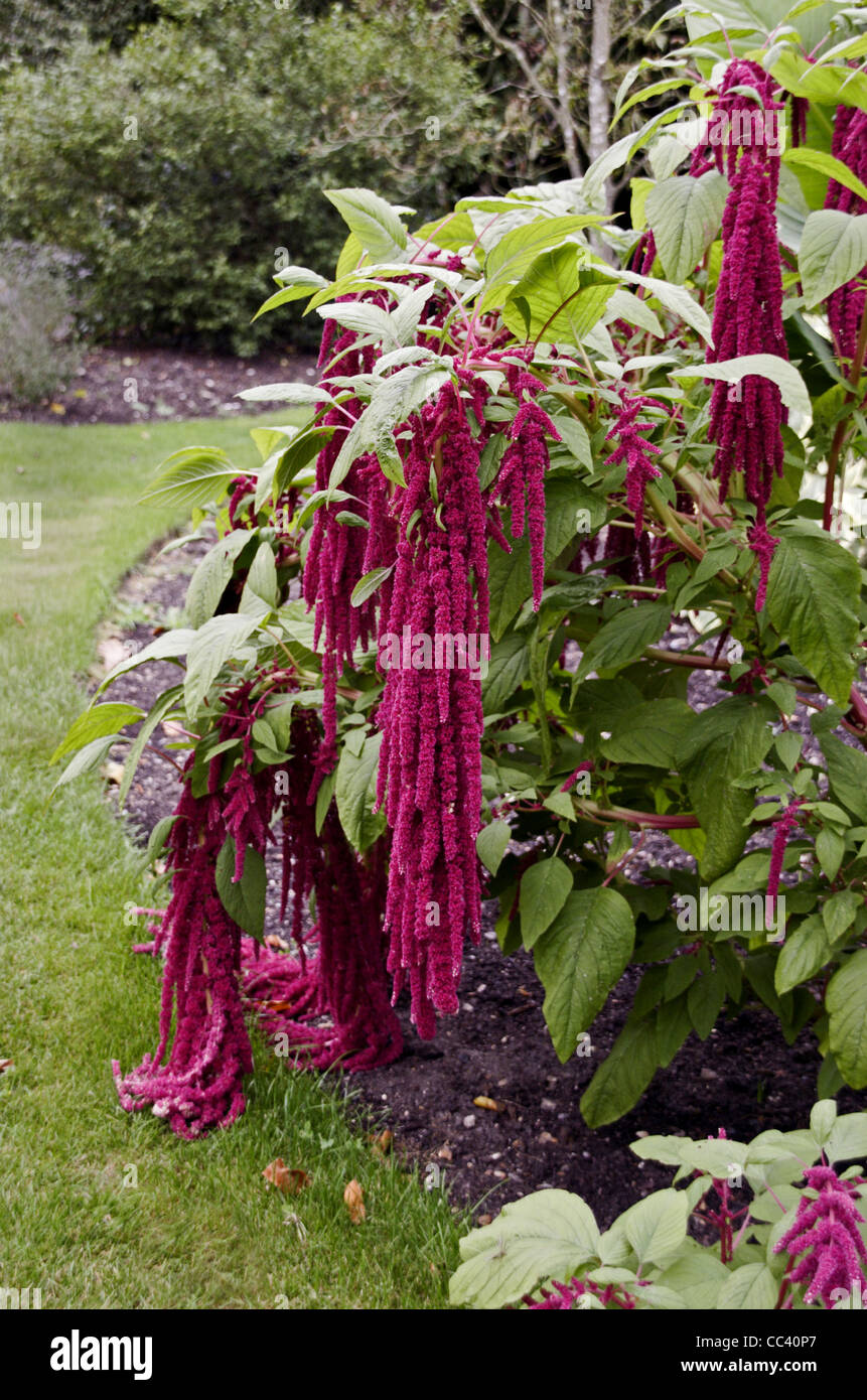 Amaranthus Flowers (Love Lies Bleeding Stock Photo - Alamy