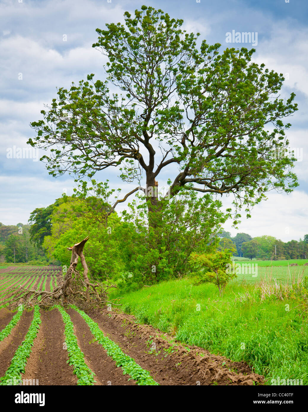 Tree showing storm damage Stock Photo - Alamy