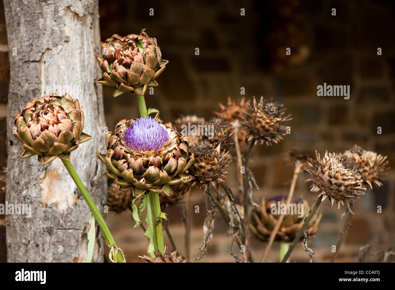 Cardoon seed heads hi-res stock photography and images - Alamy