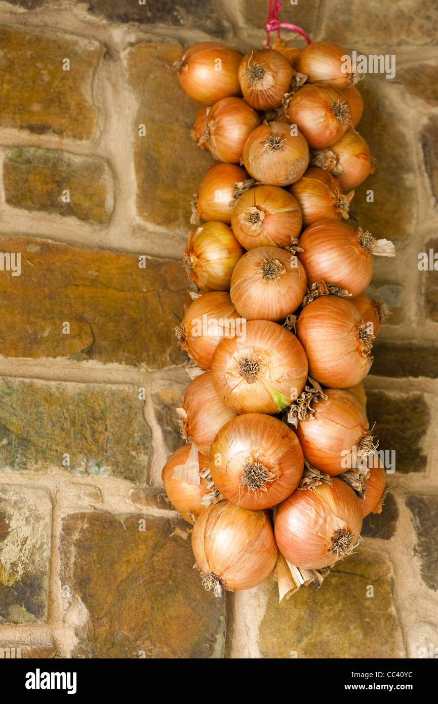 Setton onion hi-res stock photography and images - Alamy