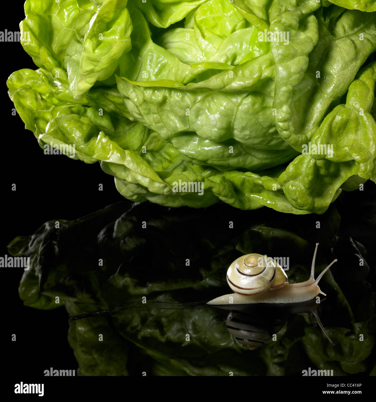 studio photography of a yellow Grove snail and lettuce leaf in dark ...