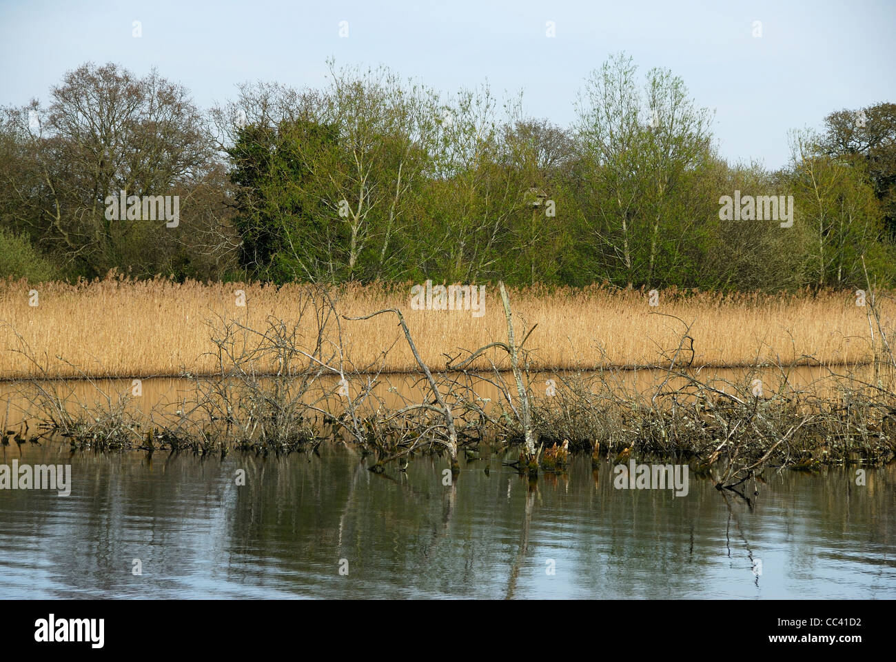 Shapwick heath nature reserve, Somerset, UK April 2010 Stock Photo - Alamy