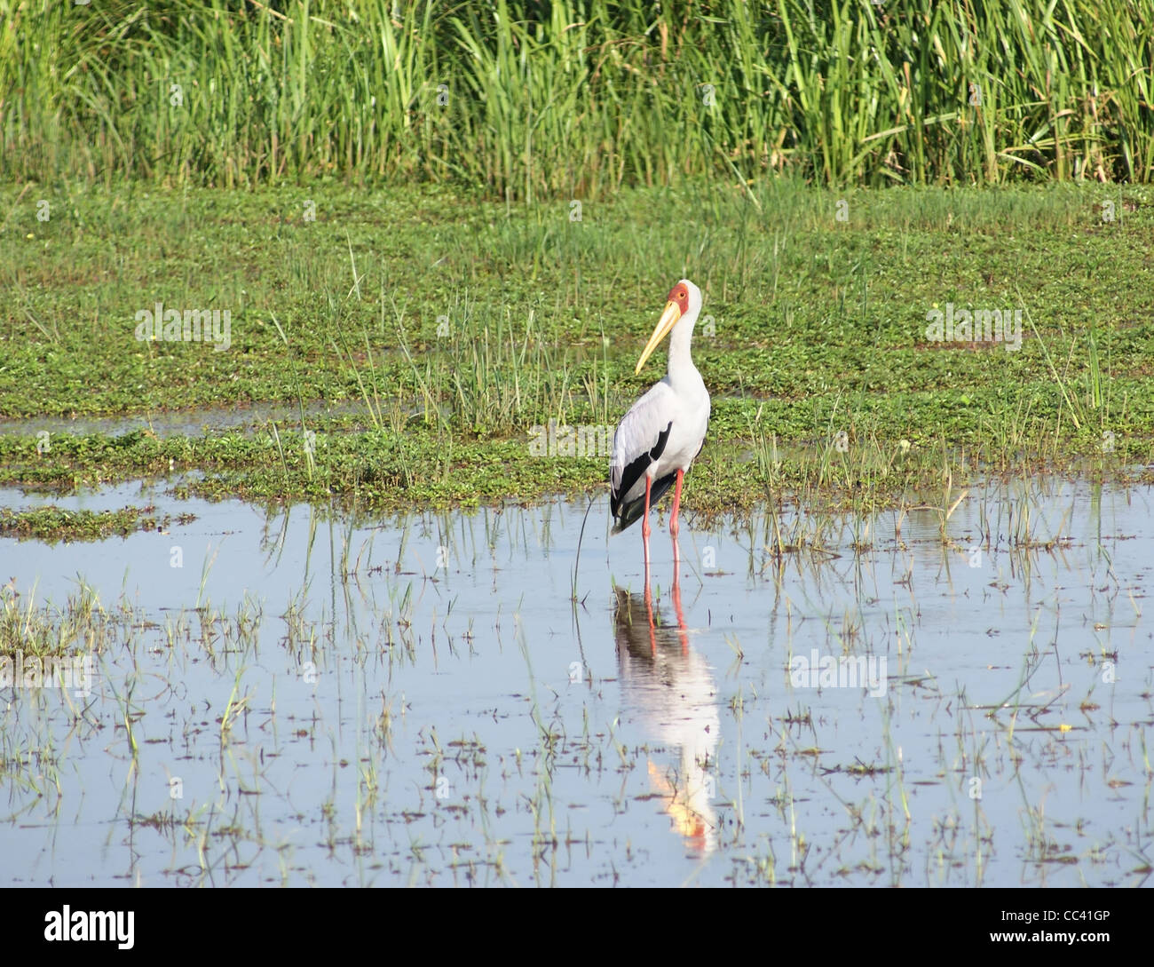 a bird named "Yellow-billed Stork" in Uganda (Africa) in sunny ambiance ...