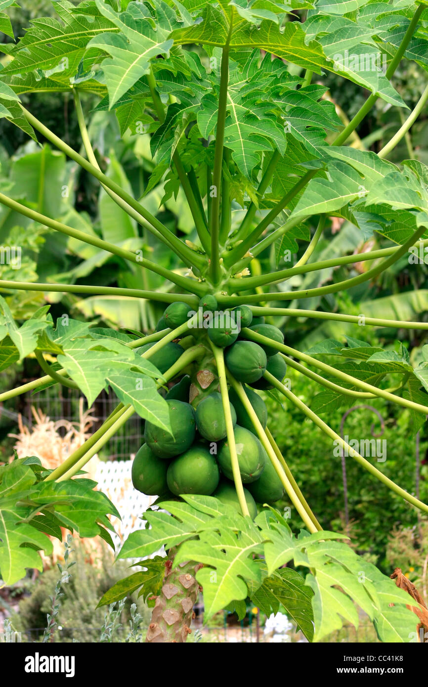 This is how Papaya is growing Stock Photo - Alamy