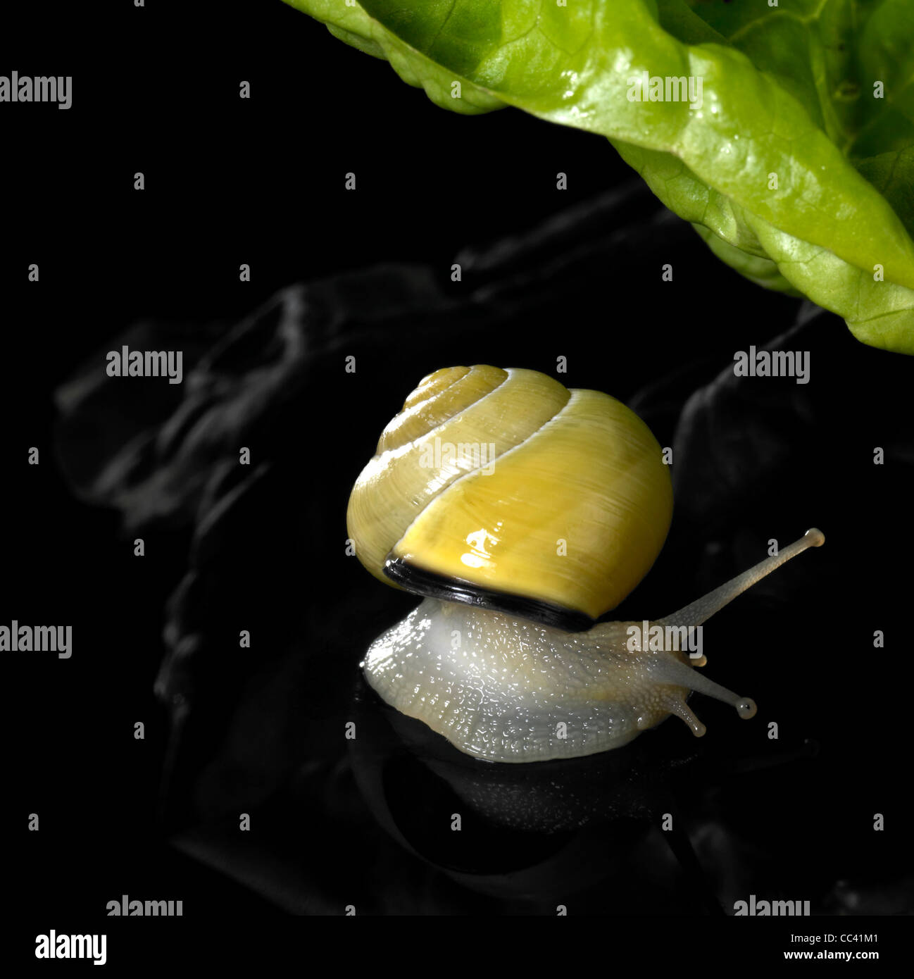studio photography of a yellow Grove snail and lettuce leaf in dark ...
