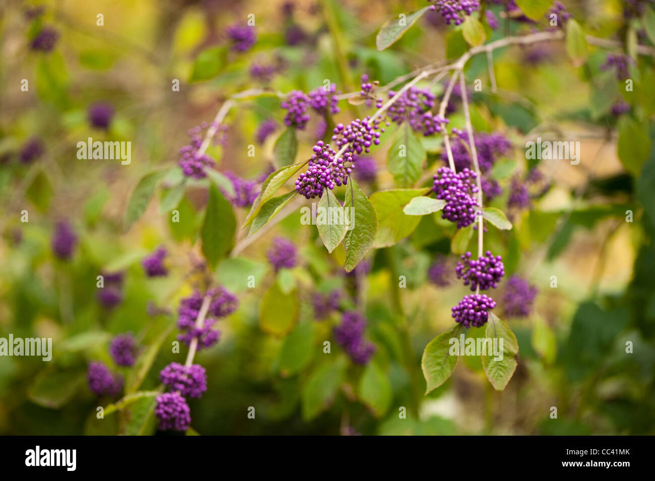 Callicarpa bodinieri profusion hi-res stock photography and images - Alamy
