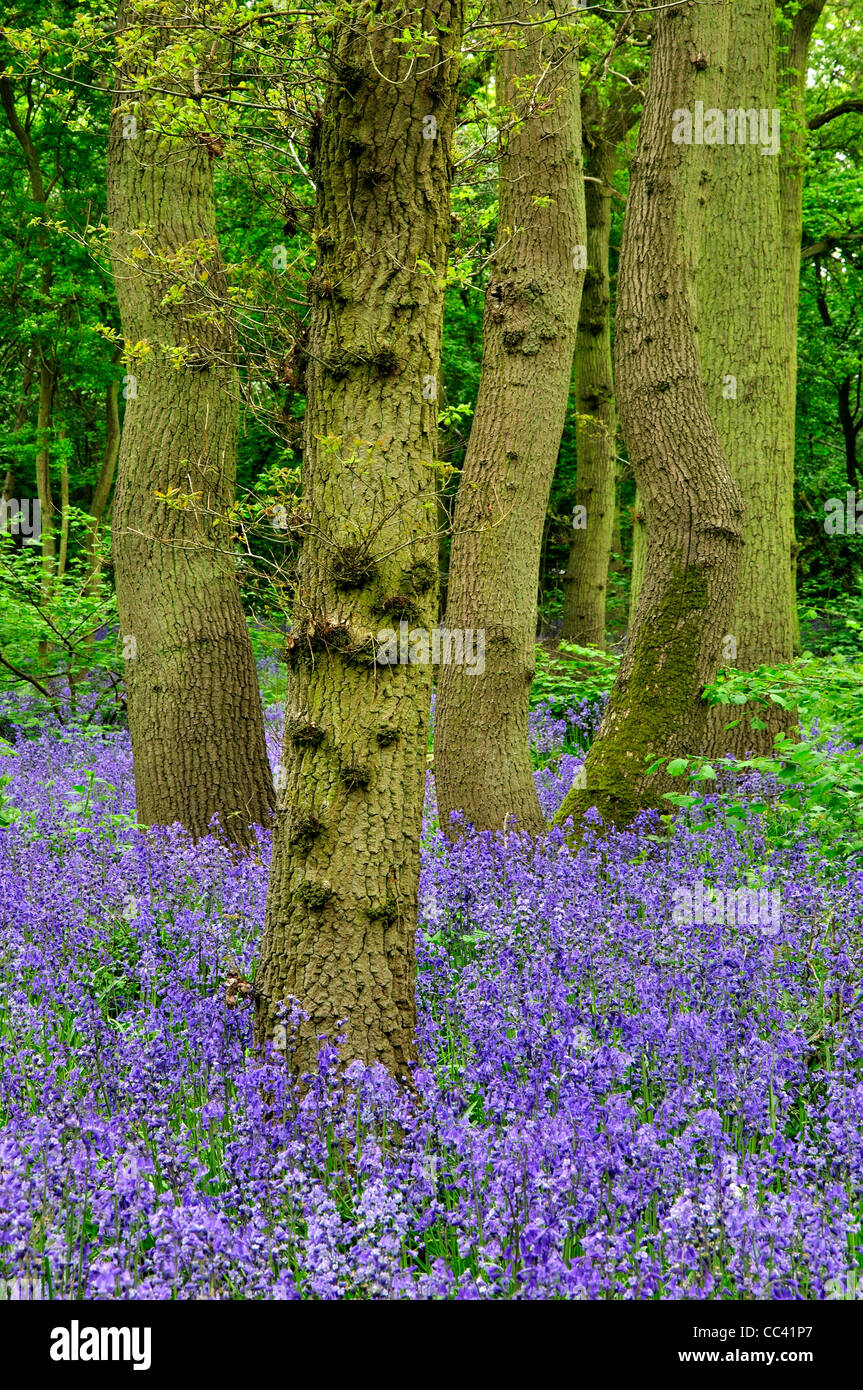 Wiltshire Wildlife High Resolution Stock Photography and Images - Alamy