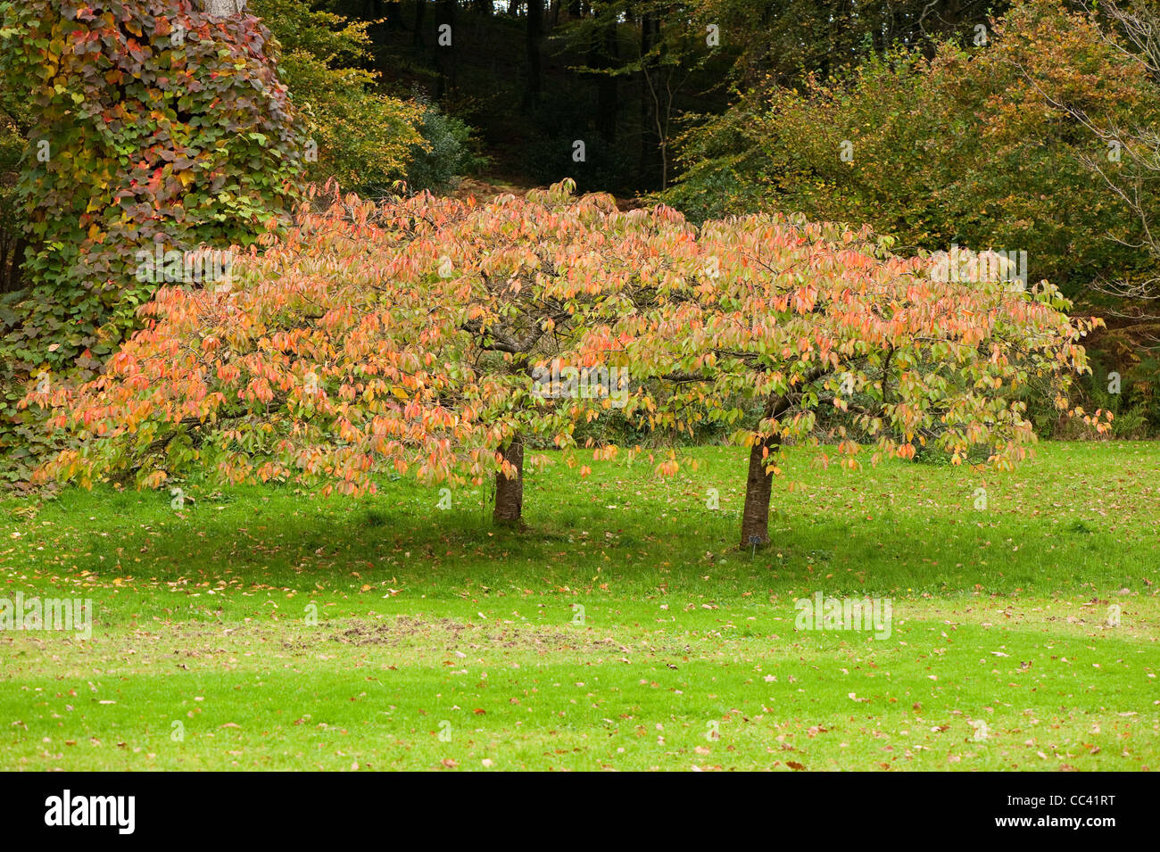 Prunus 'Shogetsu' AGM, Japanese Flowering Cherry, in autumn Stock Photo ...