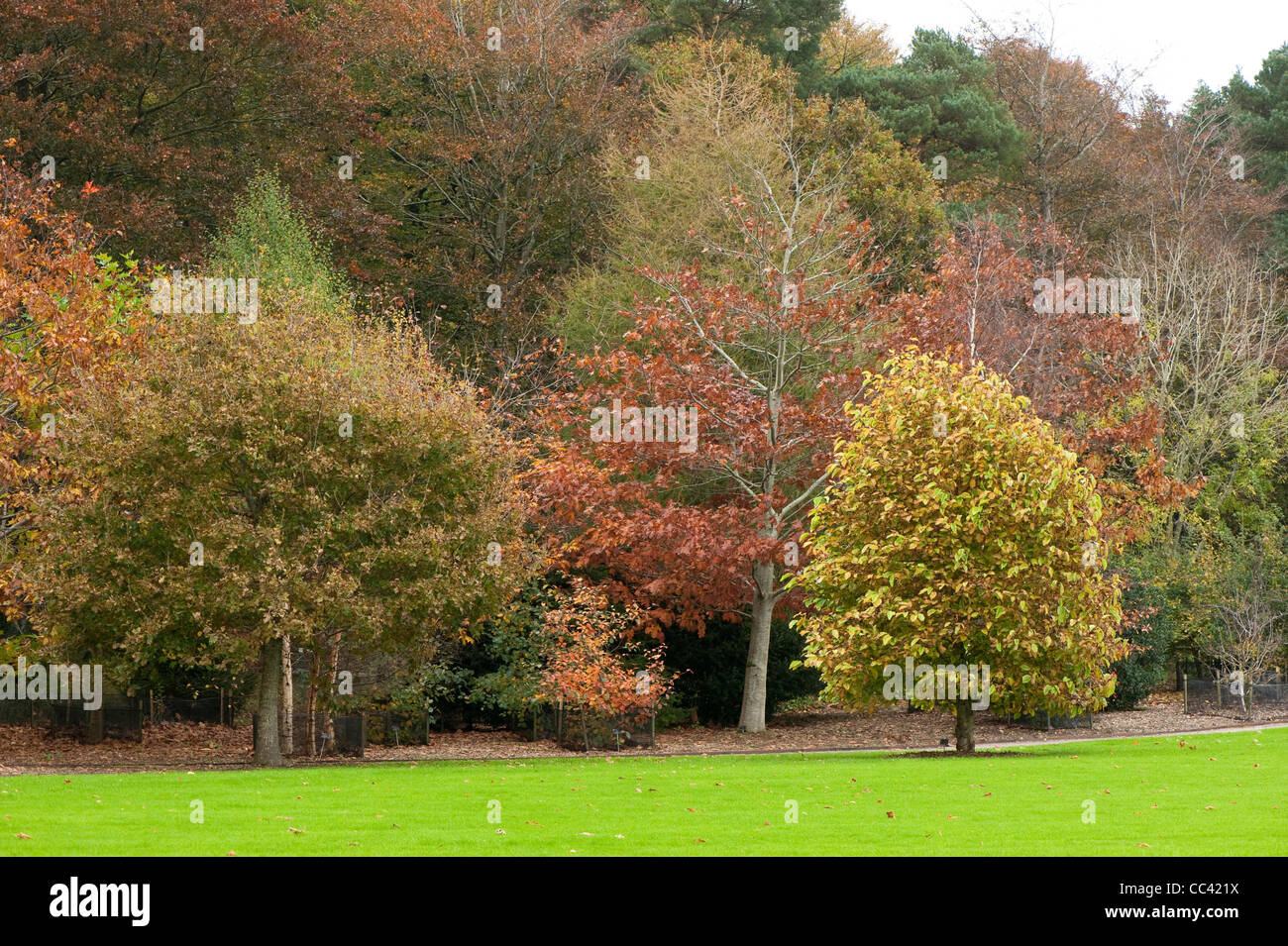 Bicentenary Arboretum in autumn, RHS Rosemoor, including: Quercus alba ...