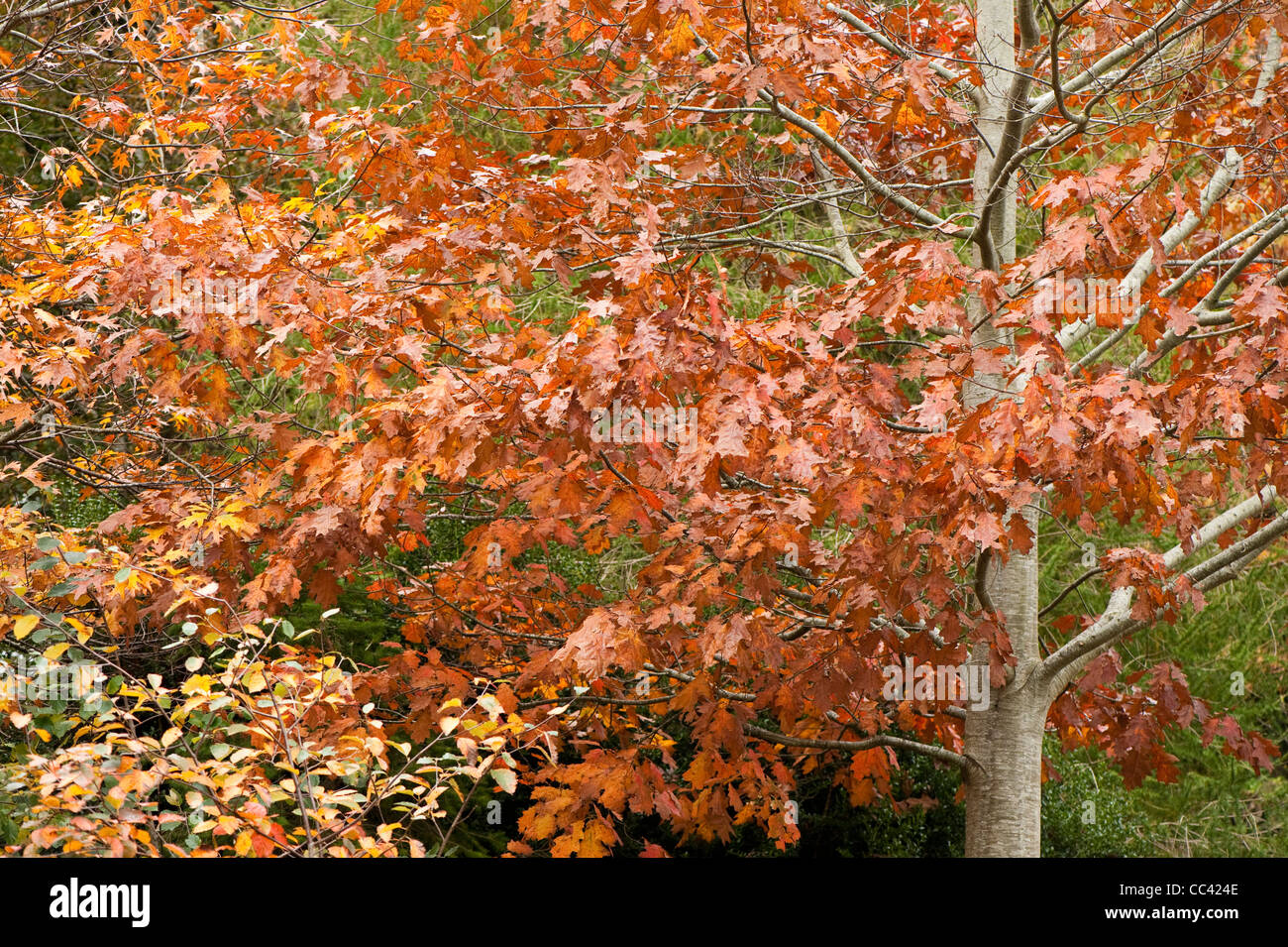 Quercus rubra, Red Oak, in autumn Stock Photo - Alamy