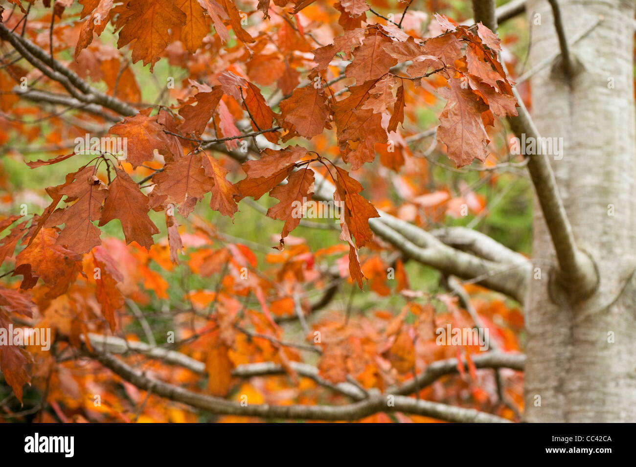 Quercus rubra fall color hi-res stock photography and images - Alamy
