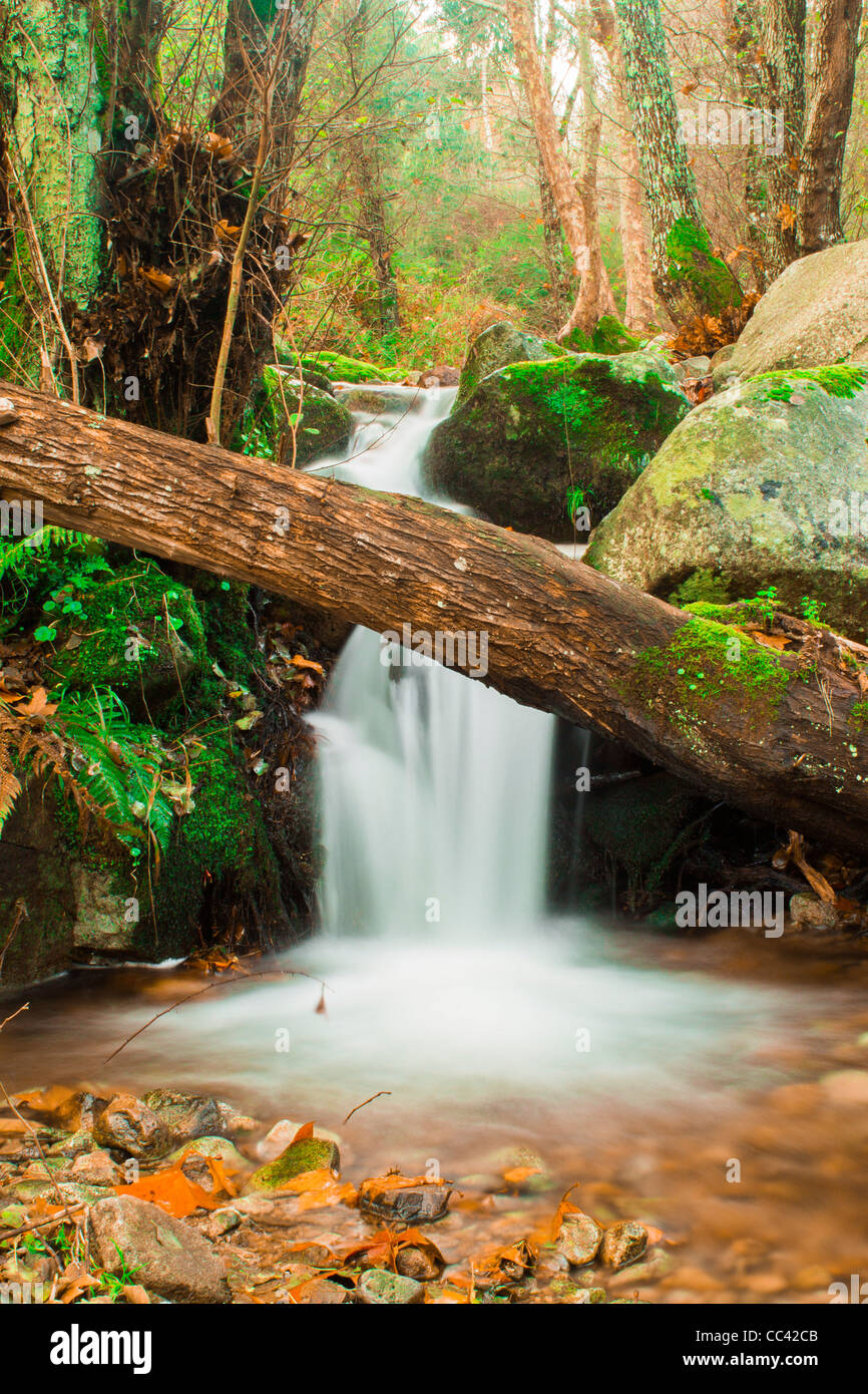 Tree trunk water feature hi-res stock photography and images - Alamy