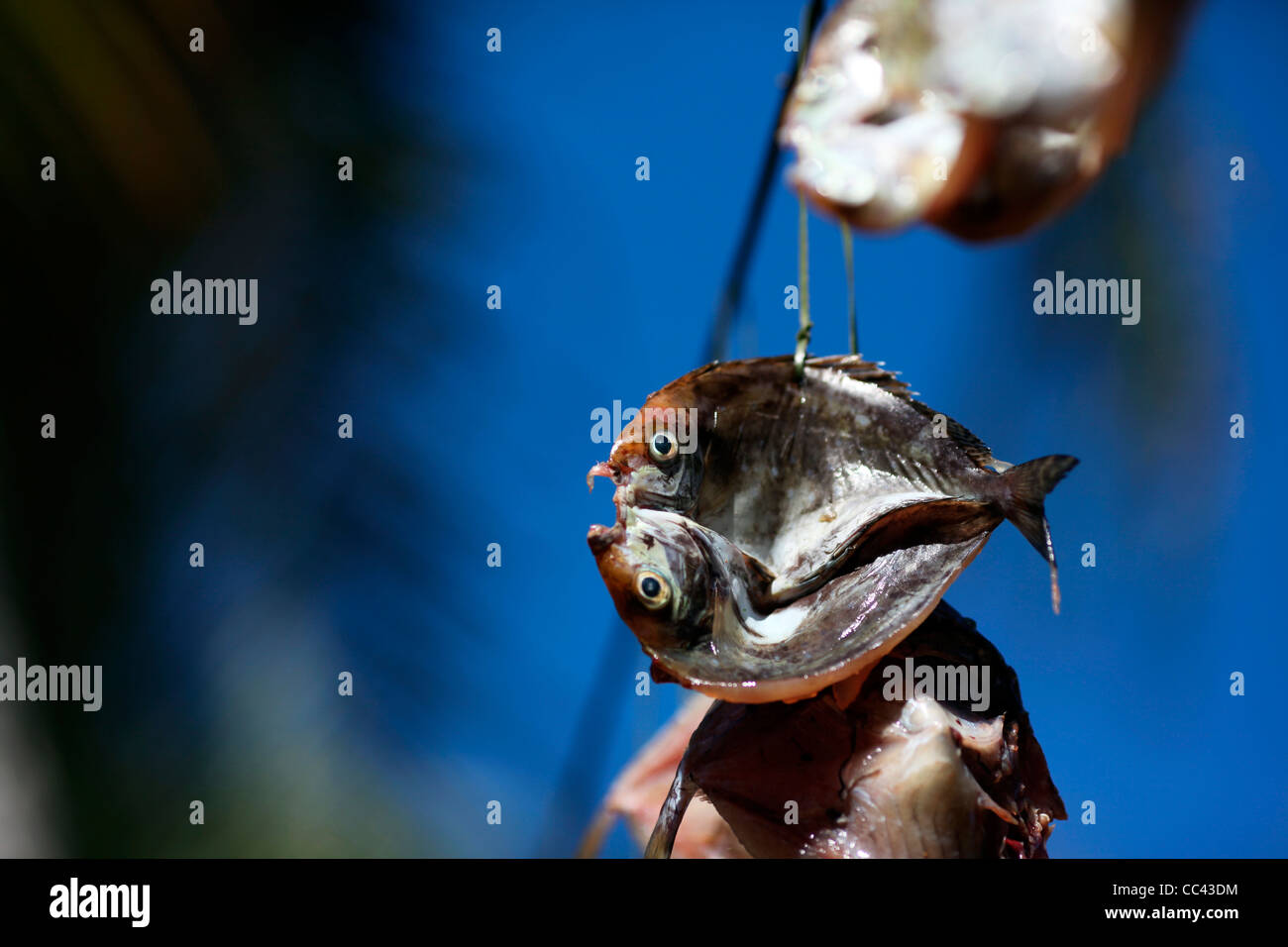 Cut open fish (hiraki) drying in the sun, hanging from a wire in ...