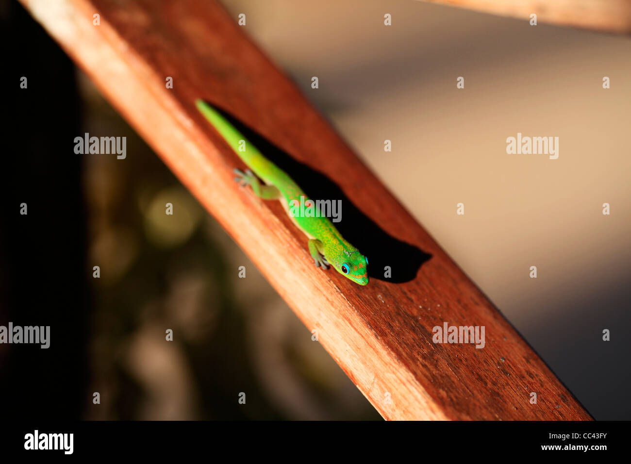 Green Day Gecko High Resolution Stock Photography and Images - Alamy