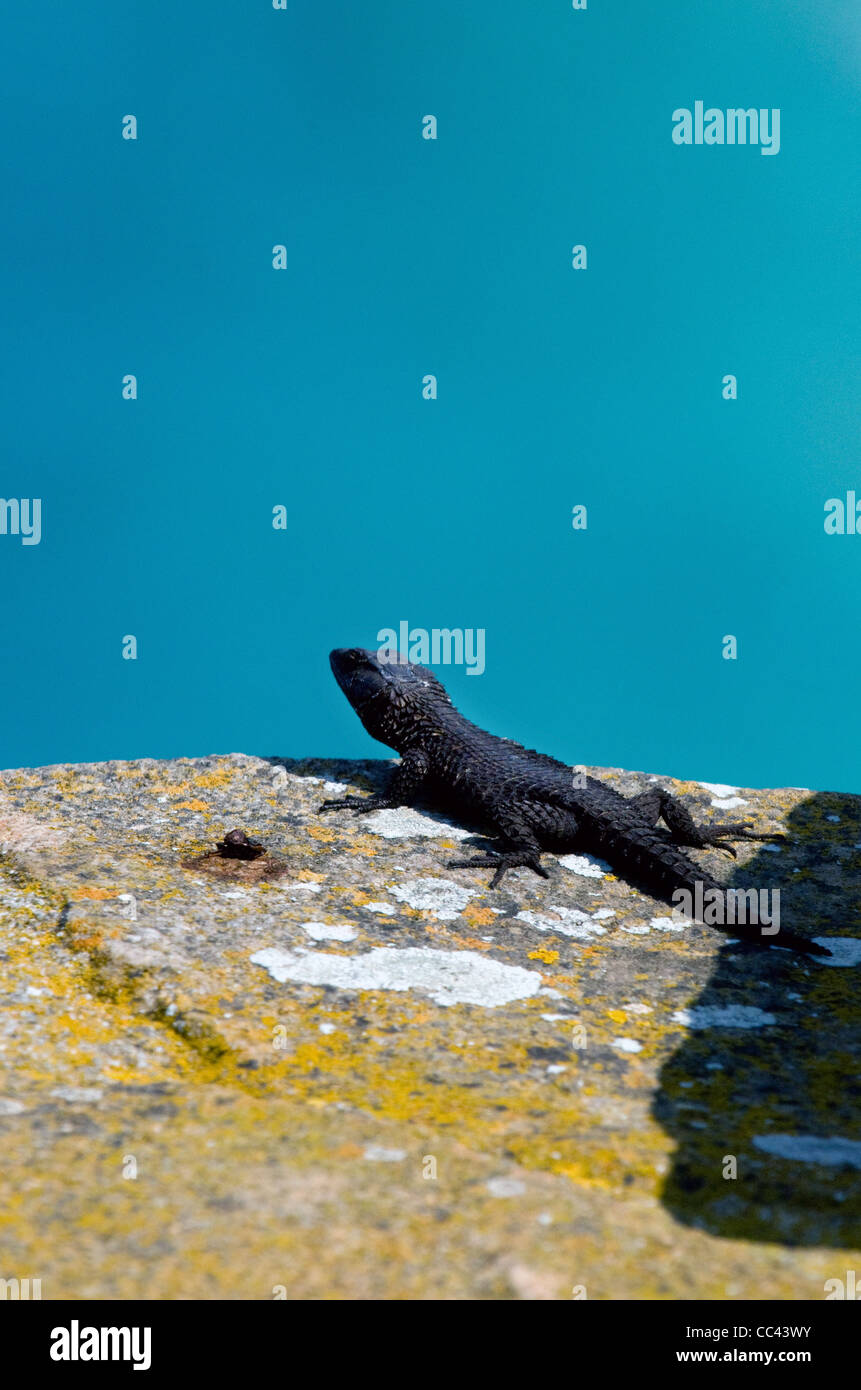sunbathing black girdled lizard, cordylus niger, cape point, cape of ...