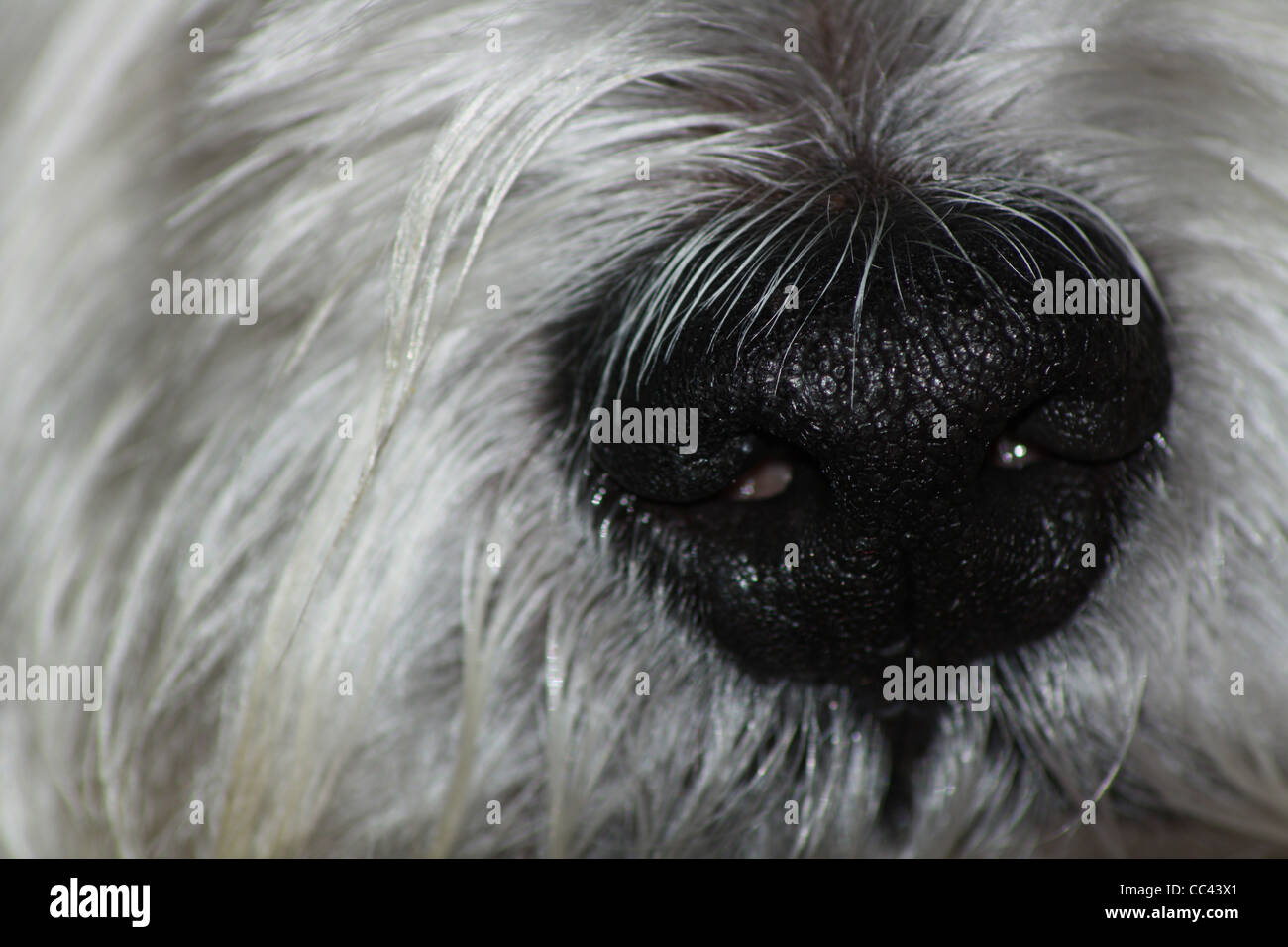 Macro, Close up on dogs nose Stock Photo - Alamy