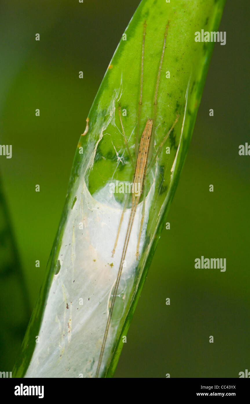 Long-jawed Spider, Costa Rica Stock Photo - Alamy