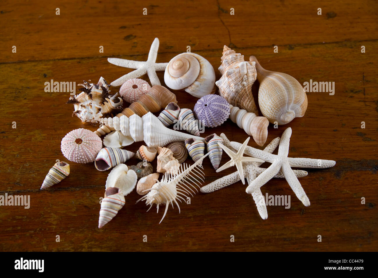 Mixed sea shells hi-res stock photography and images - Alamy