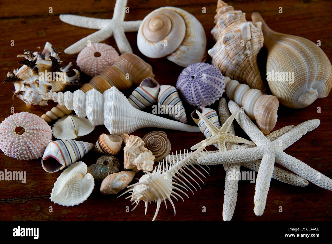 Collection of fossilized sea creatures hi-res stock photography and ...