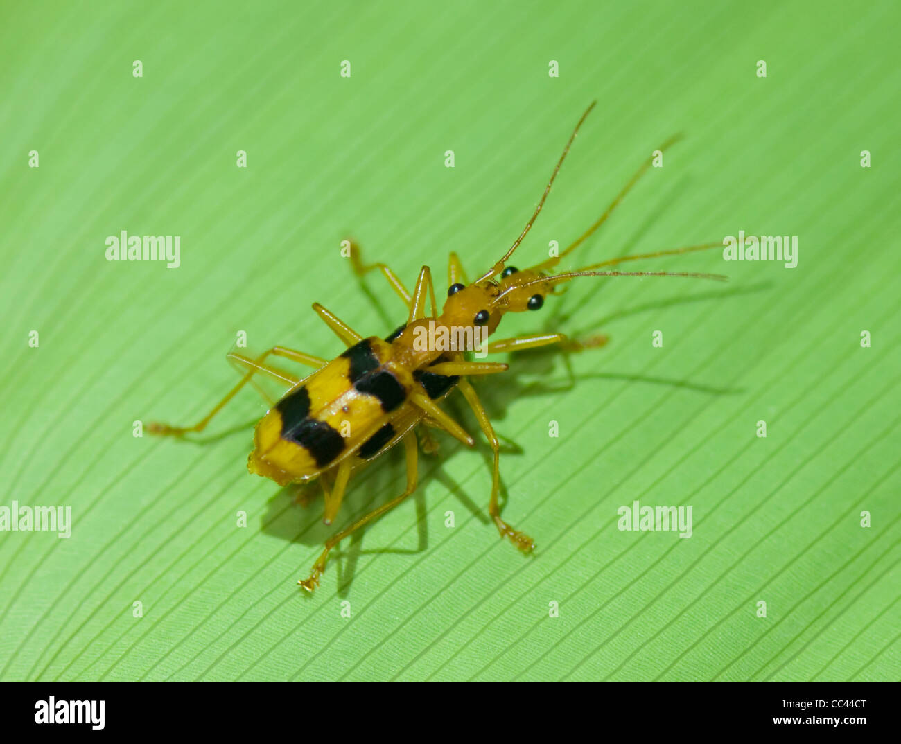 Ground Beetle (Carabidae), Costa Rica Stock Photo - Alamy