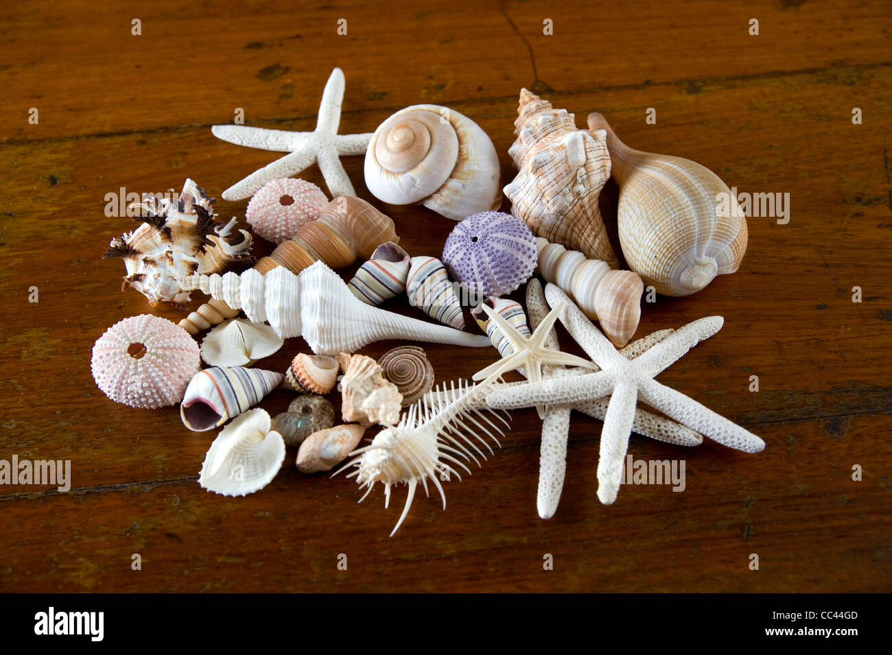 Mixed sea shells hi-res stock photography and images - Alamy