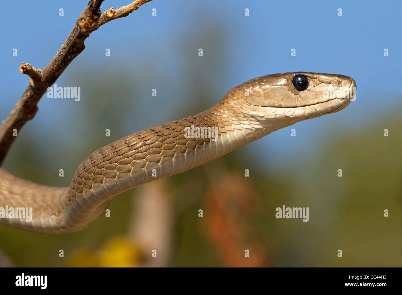 Black mamba snake hi-res stock photography and images - Alamy