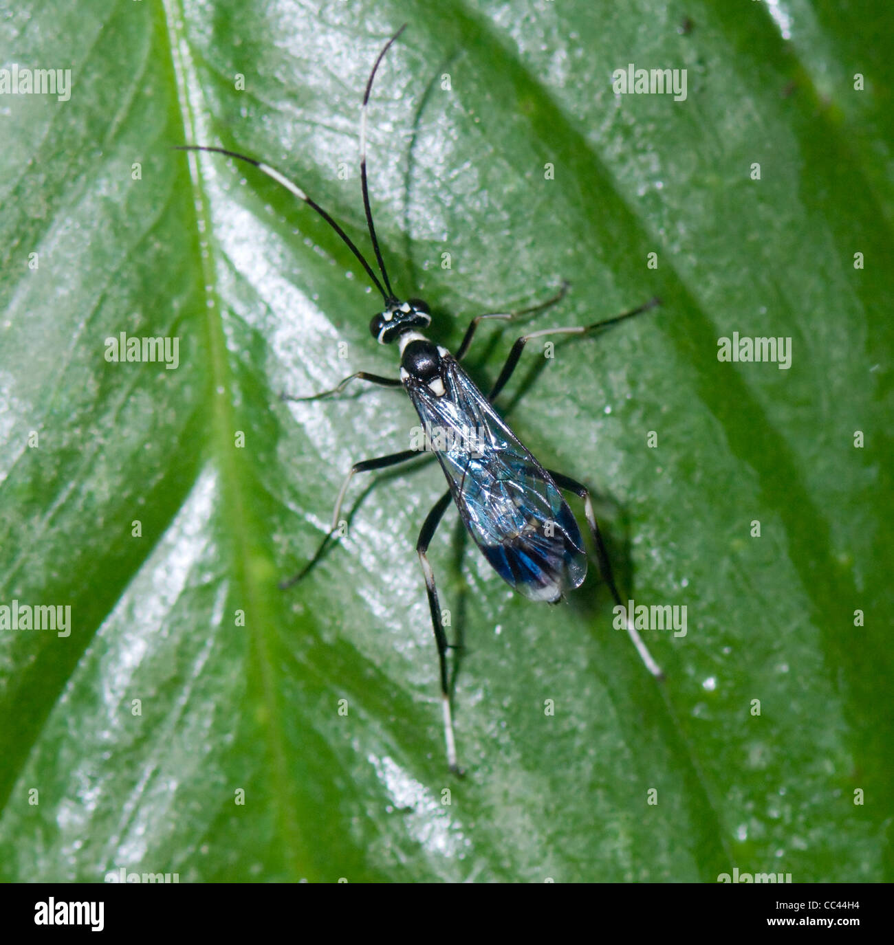 Costa rica insects hi-res stock photography and images - Alamy