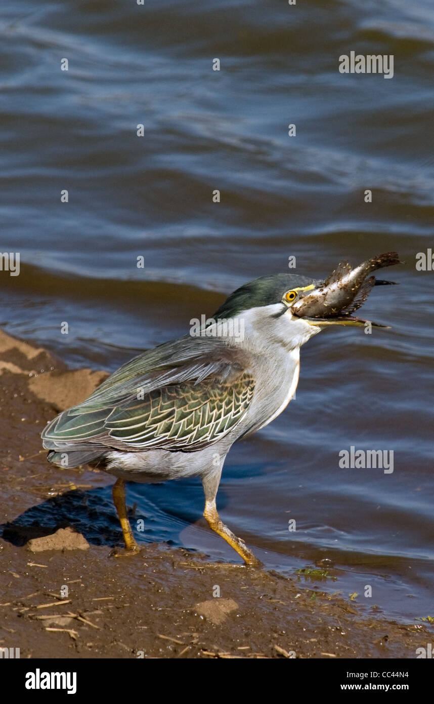 Spiny fish hi-res stock photography and images - Alamy