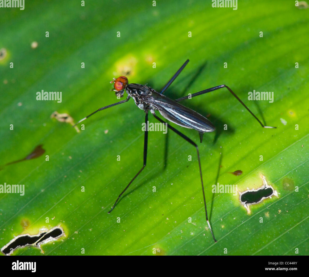 Micropezid Fly, Costa Rica Stock Photo - Alamy