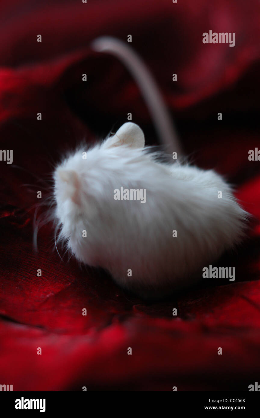 Back turned away from camera hi-res stock photography and images - Alamy