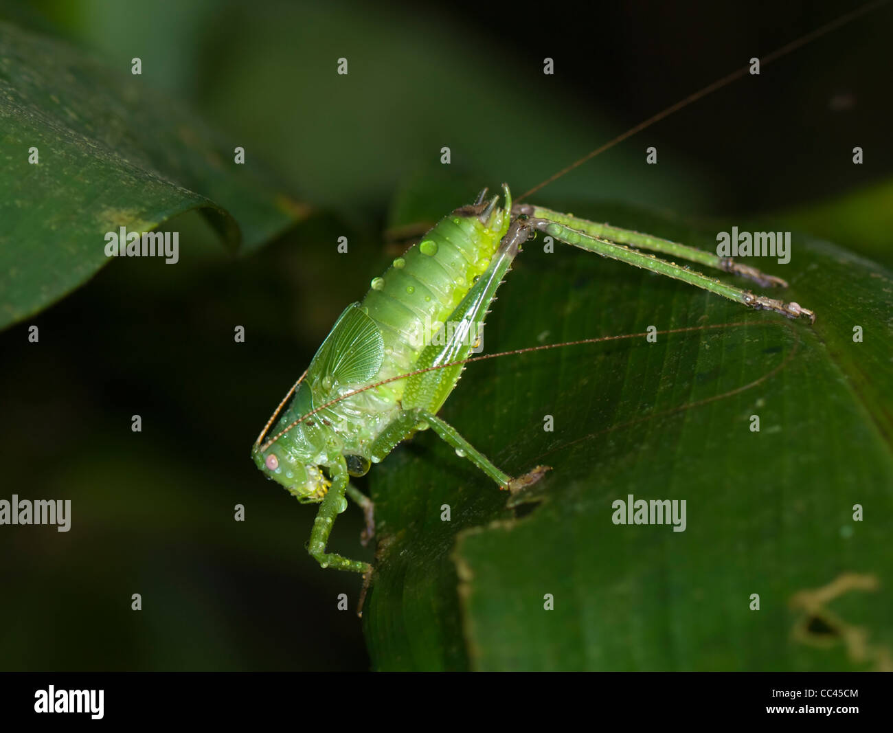 Nymph Gracile Katydid (Phaneropterinae), Costa Rica Stock Photo - Alamy