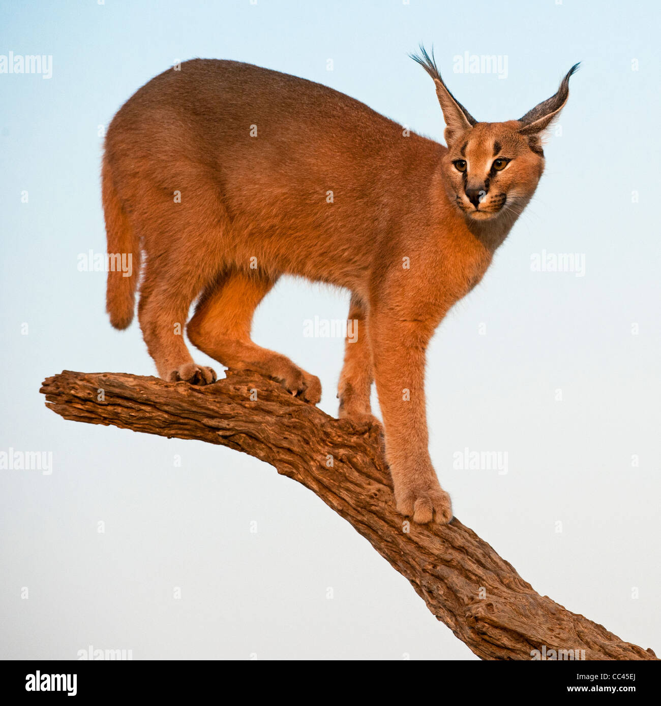 Caracal hi-res stock photography and images - Alamy