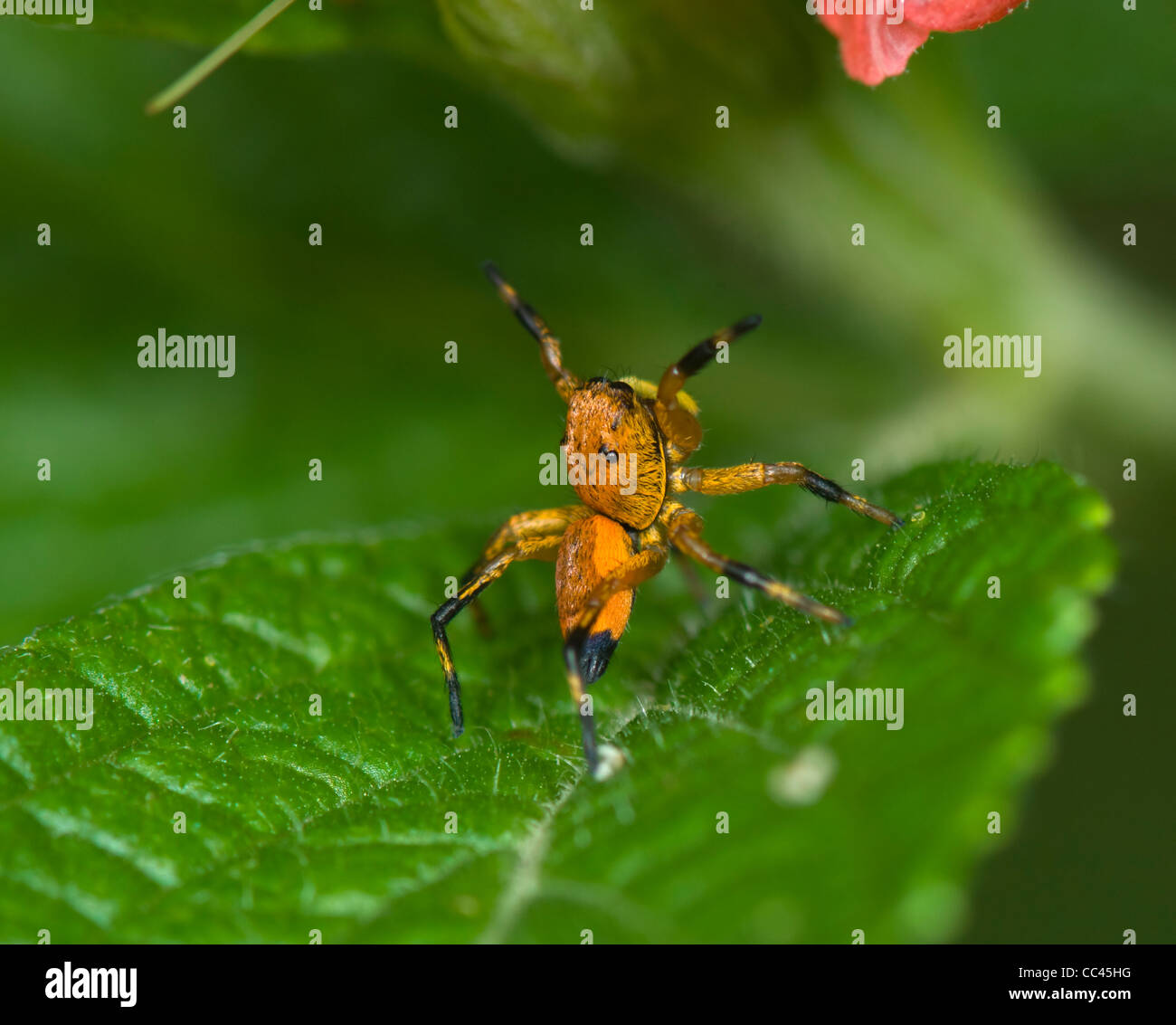 Red Jumping Spider, Threat Posture, Costa Rica Stock Photo - Alamy