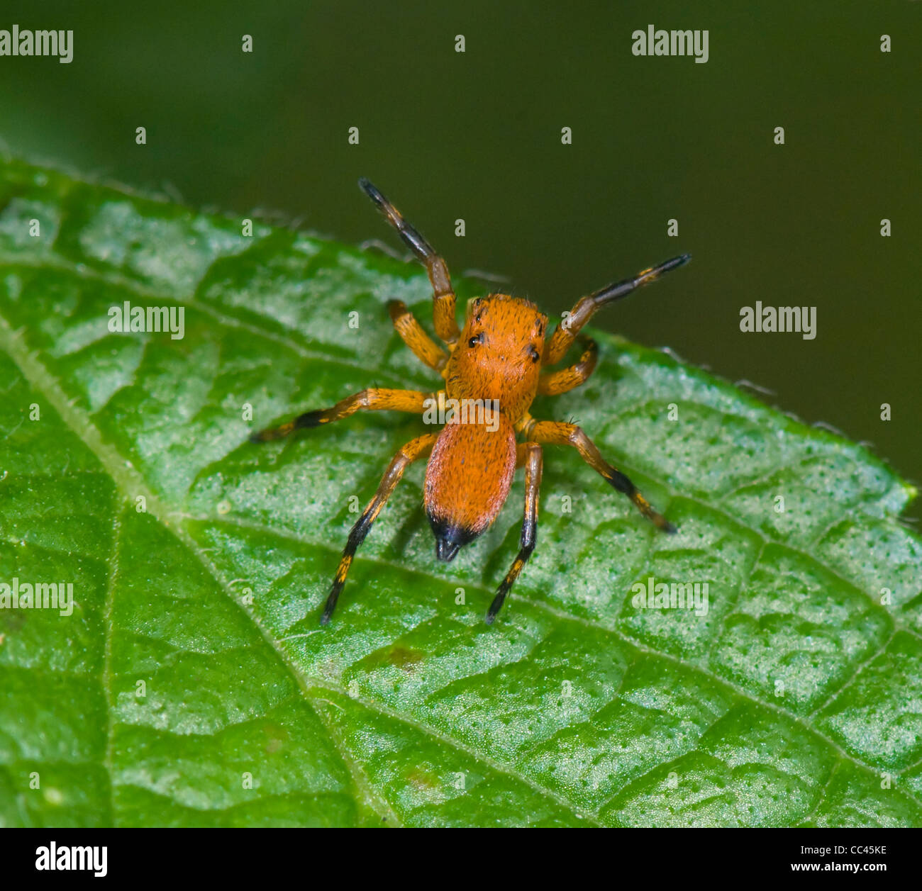 Red Jumping Spider, Threat Posture, Costa Rica Stock Photo - Alamy