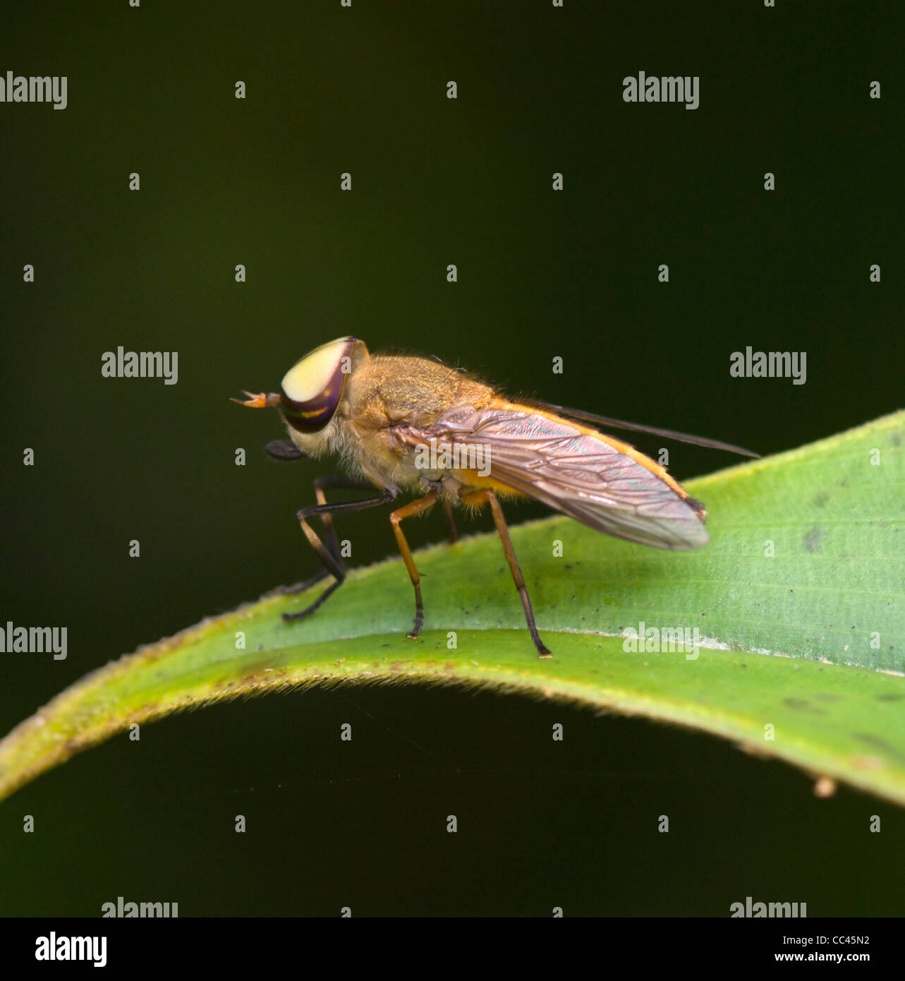 Fly with big eyes hi-res stock photography and images - Alamy