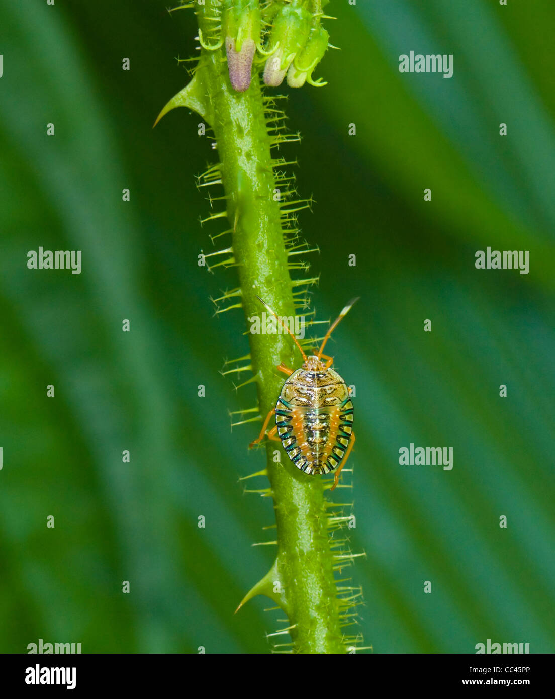 Pentatomidae stink bugs hi-res stock photography and images - Alamy
