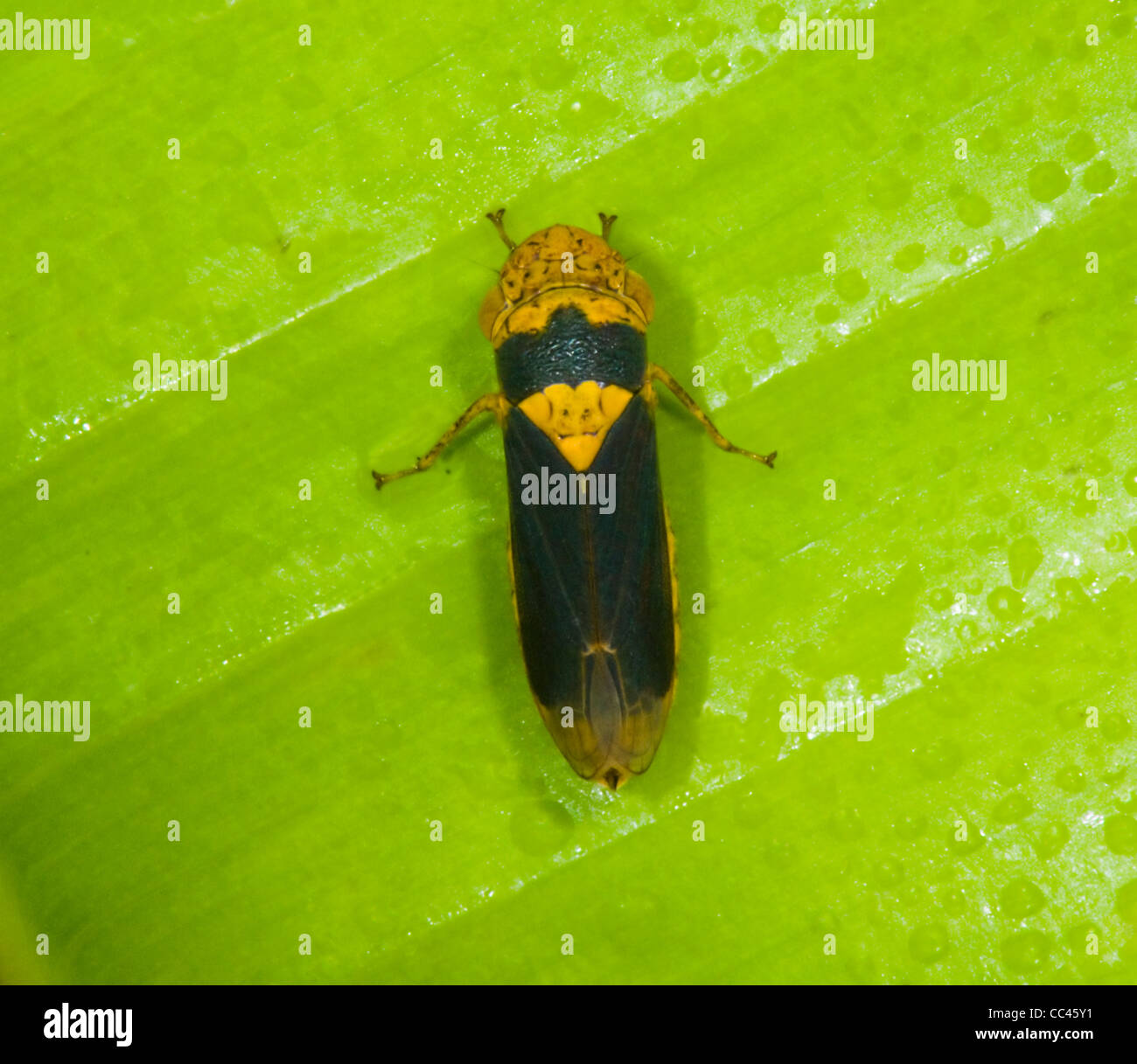 Planthopper hi-res stock photography and images - Alamy