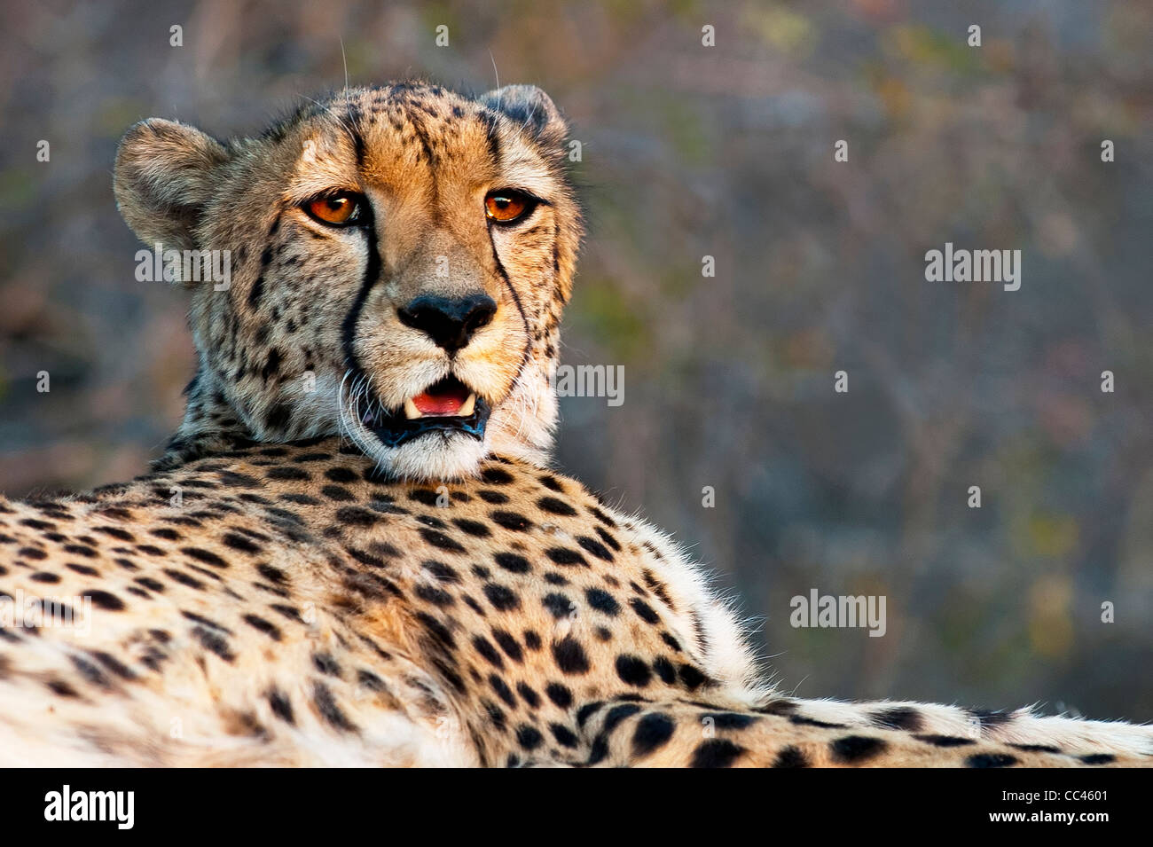 Cheetah and sunset hi-res stock photography and images - Alamy