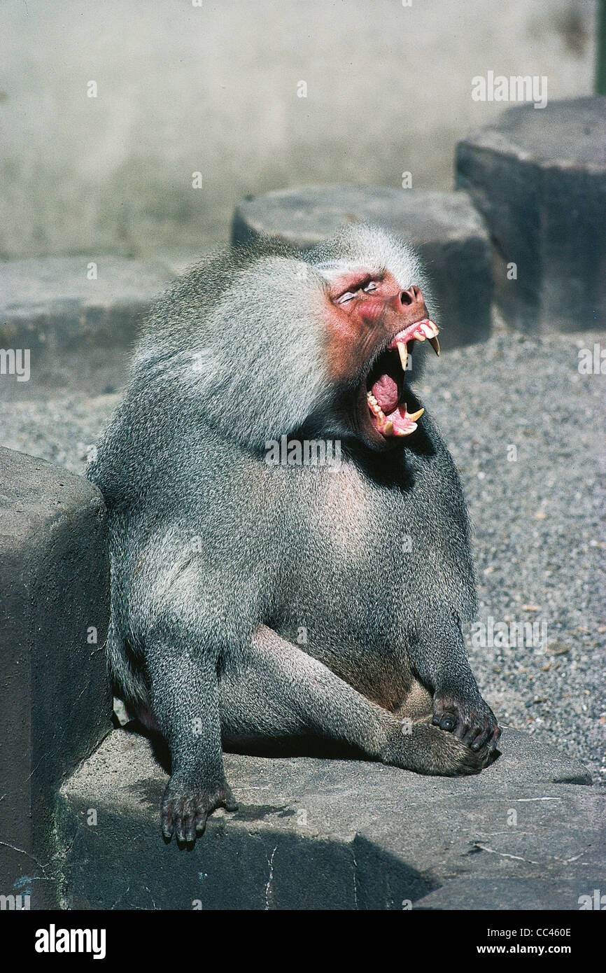 Records: Hamadryad (Papio Hamadryas Stock Photo - Alamy