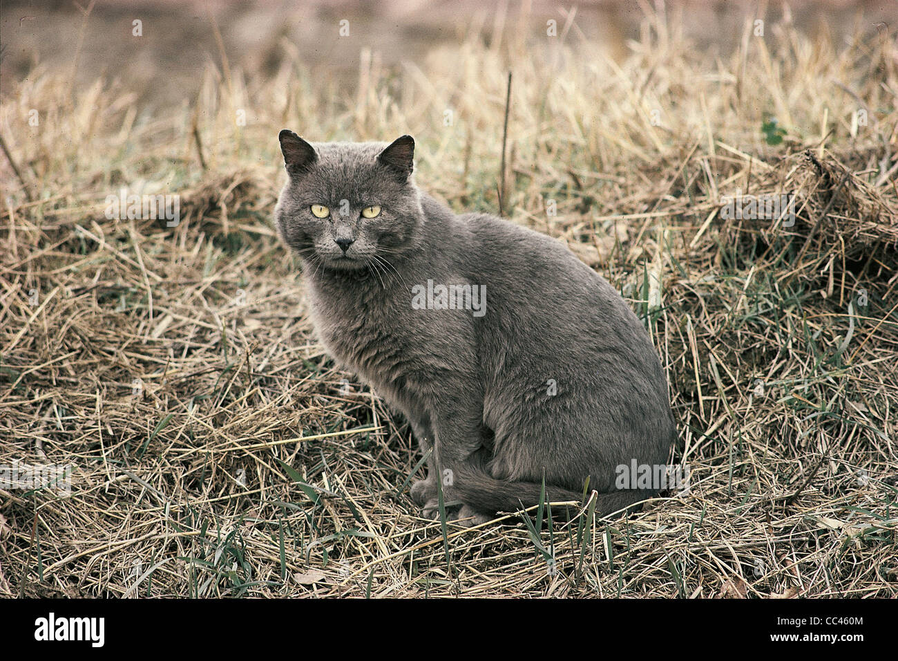 Zoology Mammals Pet Cat Stock Photo - Alamy